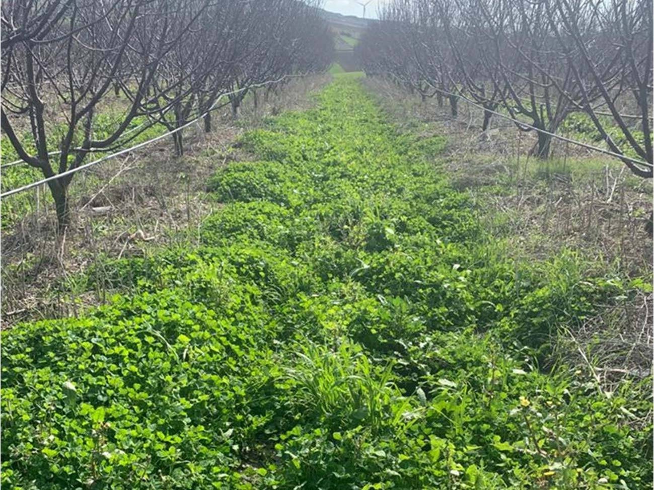 Semi-Direct Sowing with Permanent Cover Crops Versus Conventional ...